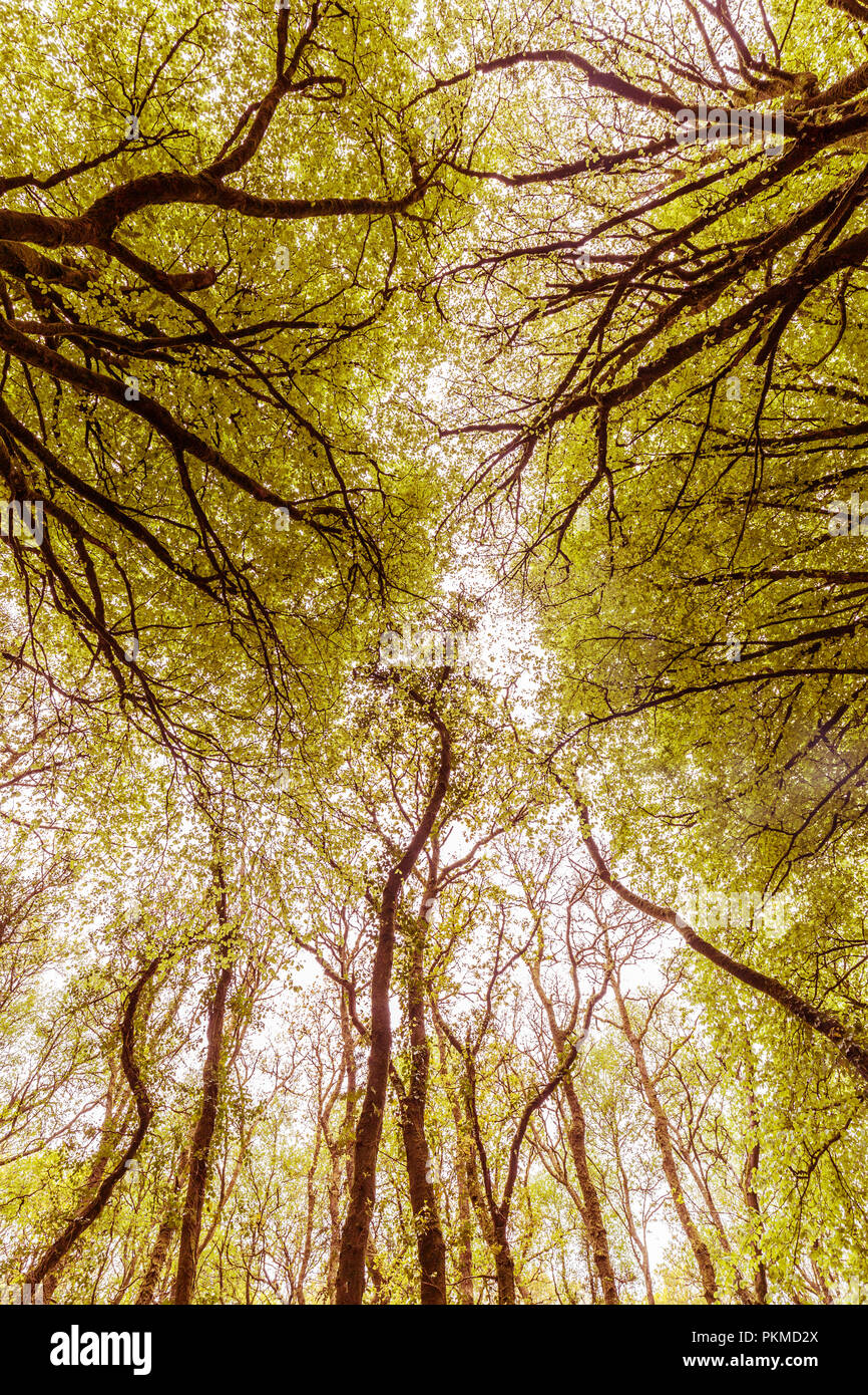 Abstract Autumn Tree Canopy 5 Stock Photo - Alamy