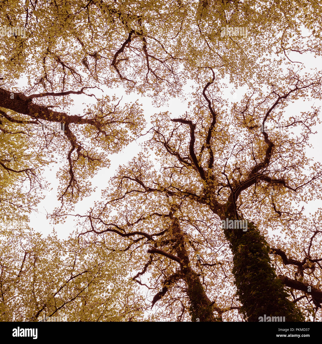 Abstract Autumn Tree Canopy 6 Stock Photo - Alamy