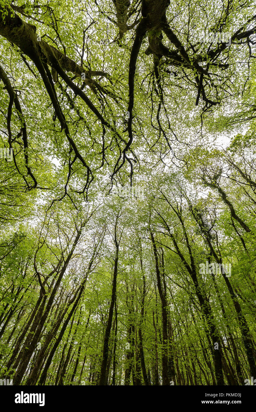 Abstract Spooky Woodland Tree Canopy Stock Photo - Alamy