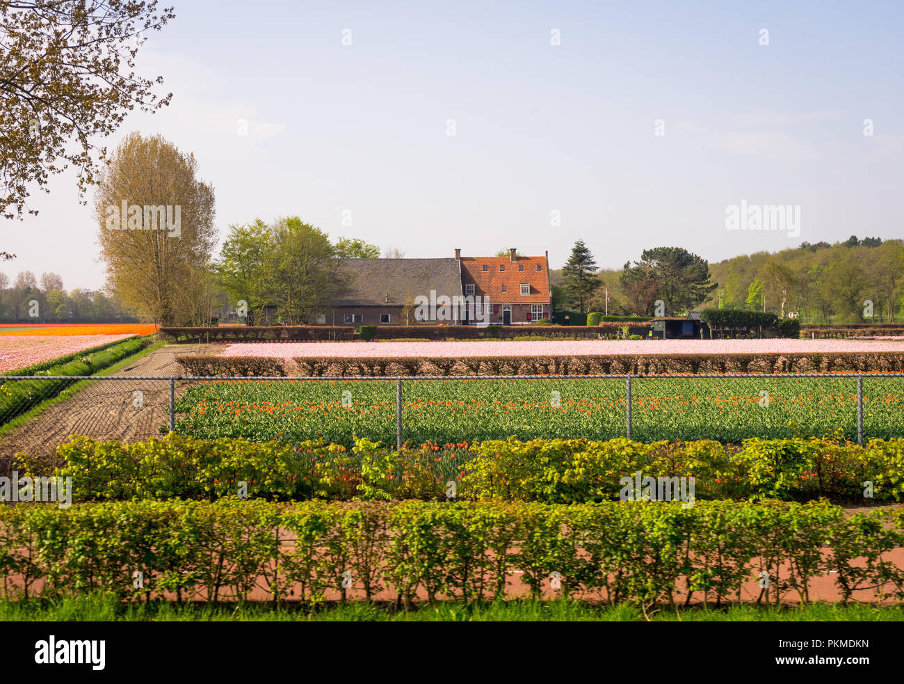 Leiden, Netherlands - 22 April 2018: A fence in front of a tulip garden ...