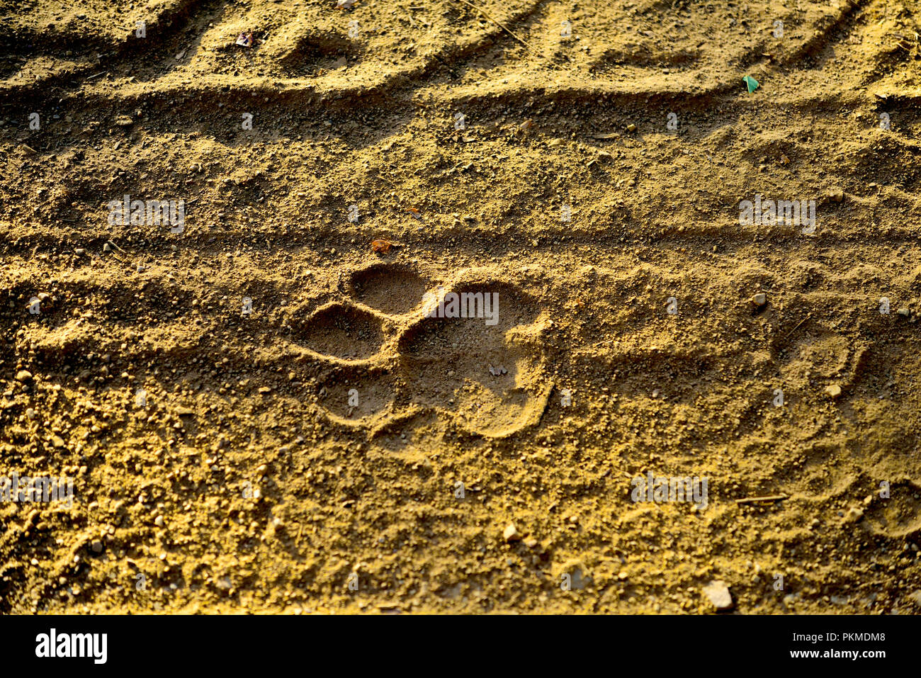 Lion footprint hi-res stock photography and images - Alamy