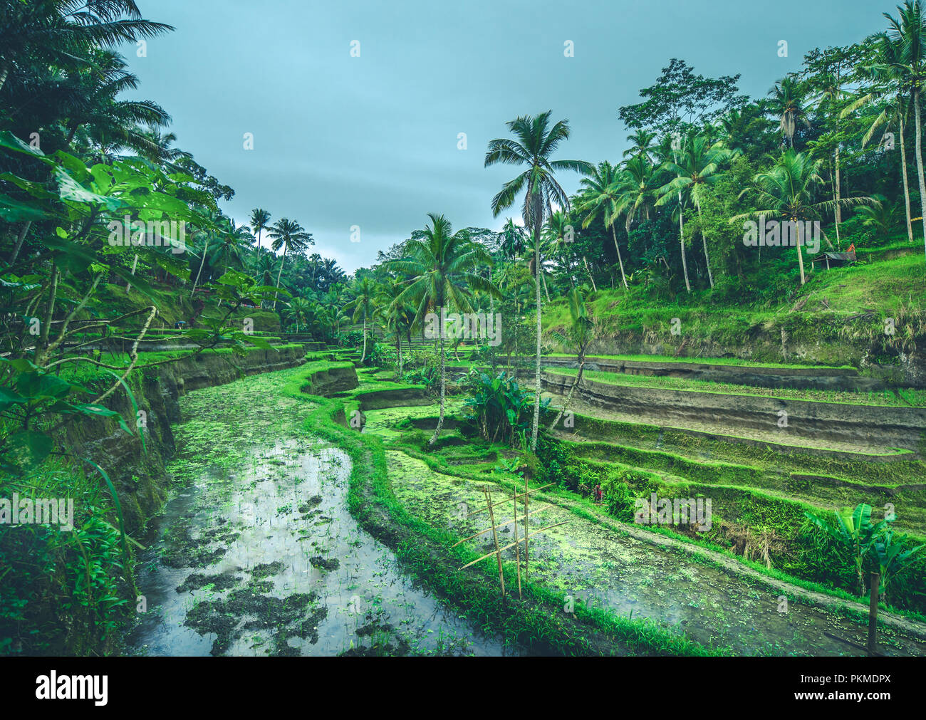 Tegalalang Rice Terraces in Ubud, Bali - one of UNESCO's World Heritage ...