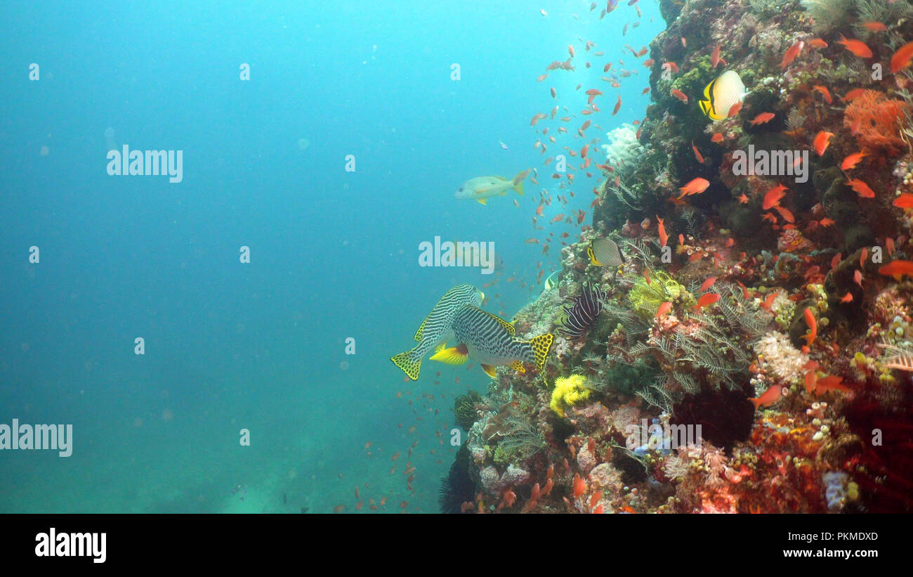 Fish and coral reef at diving. Wonderful and beautiful underwater world ...