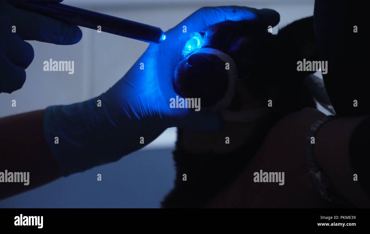 Veterinarian ophthalmologist checks the eyes of a dog, biomicroscopy ...