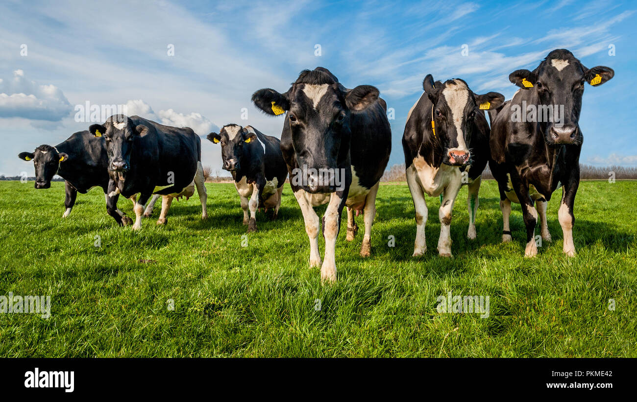 A group of black and white milking cows walk towards the camera with ...