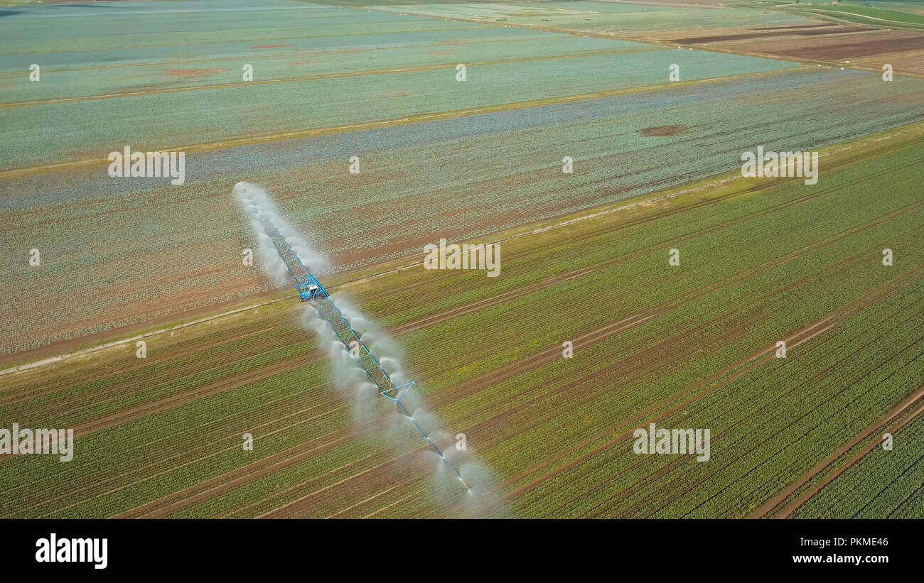 Pivot sprinkler cabbage hi-res stock photography and images - Alamy