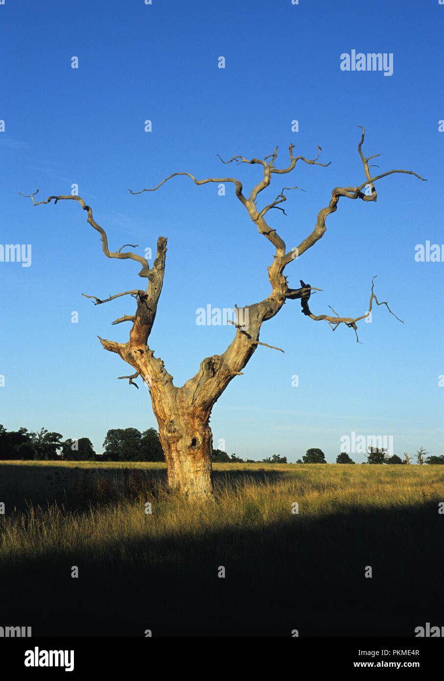 Dead broadleaf tree in Windsor Great Park, Berkshire, England July 2007 ...