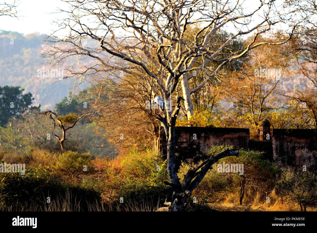 Ranthambore Forest, Silhouette of tree Stock Photo - Alamy