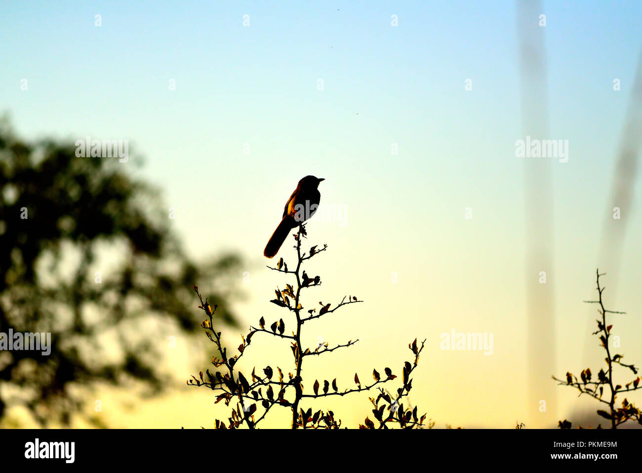 Birds in silhouette hi-res stock photography and images - Alamy