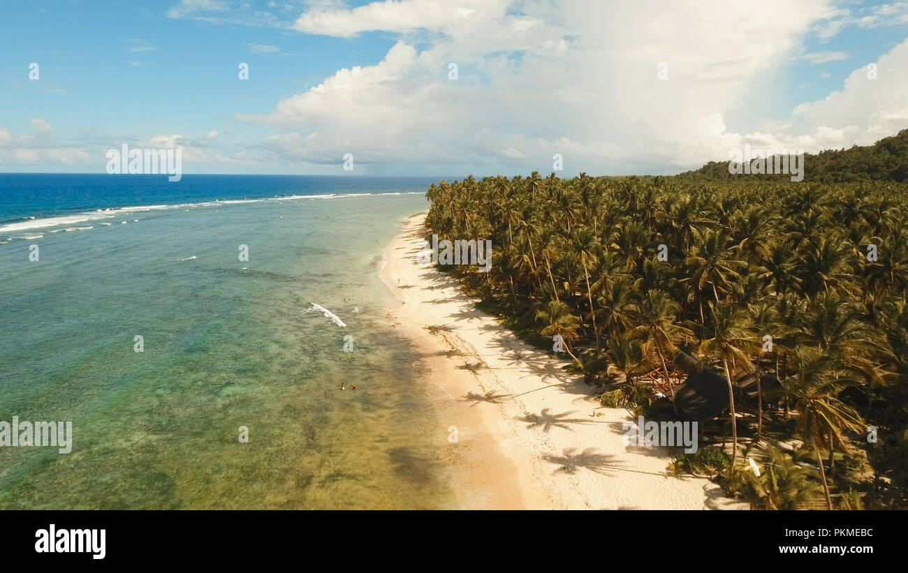 Beautiful tropical sand beach, palm trees. Aerial view of tropical ...