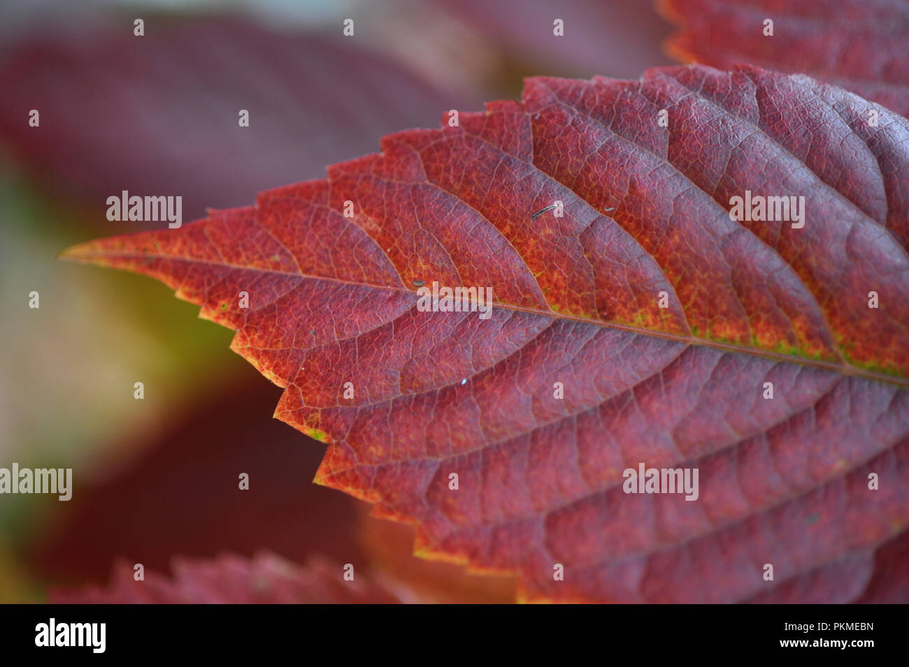 Virginia creeper leaf hi-res stock photography and images - Alamy