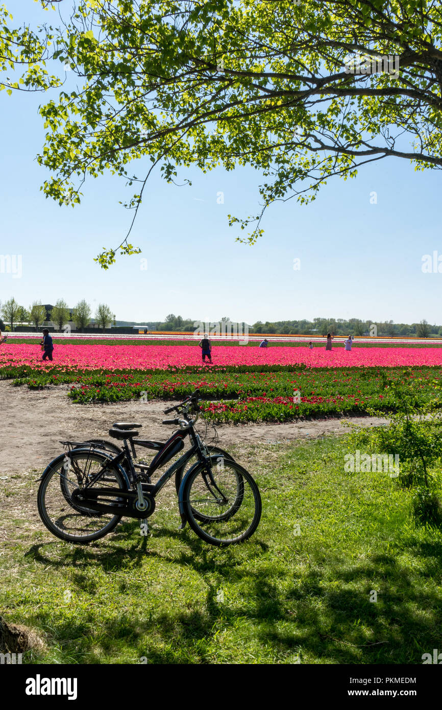 Tulip lisse cycling hi-res stock photography and images - Alamy