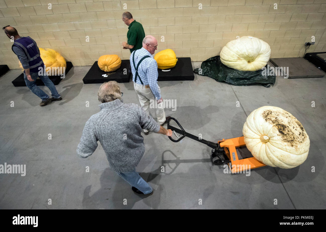 Judging takes place during the Giant Vegetable competition at the ...
