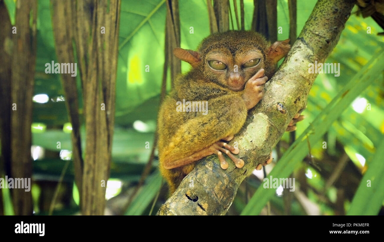 Tarsier on the tree. Tarsier sitting on a branch with green leaves, the ...
