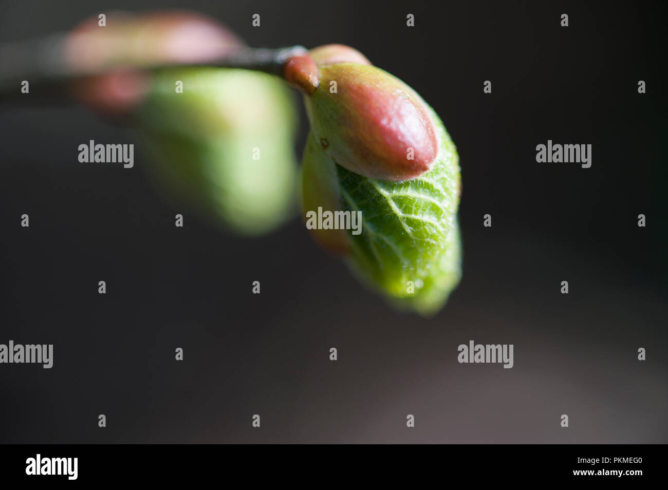 Sycamore tree leaf buds in spring, England Stock Photo - Alamy