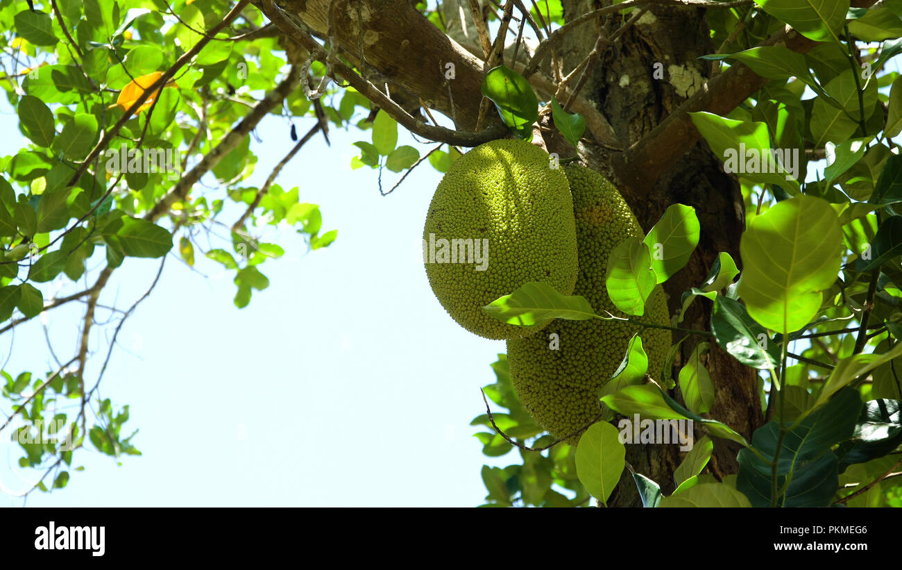 Jackfruit Tree and young Jackfruits. Tree branch full of jack fruits ...