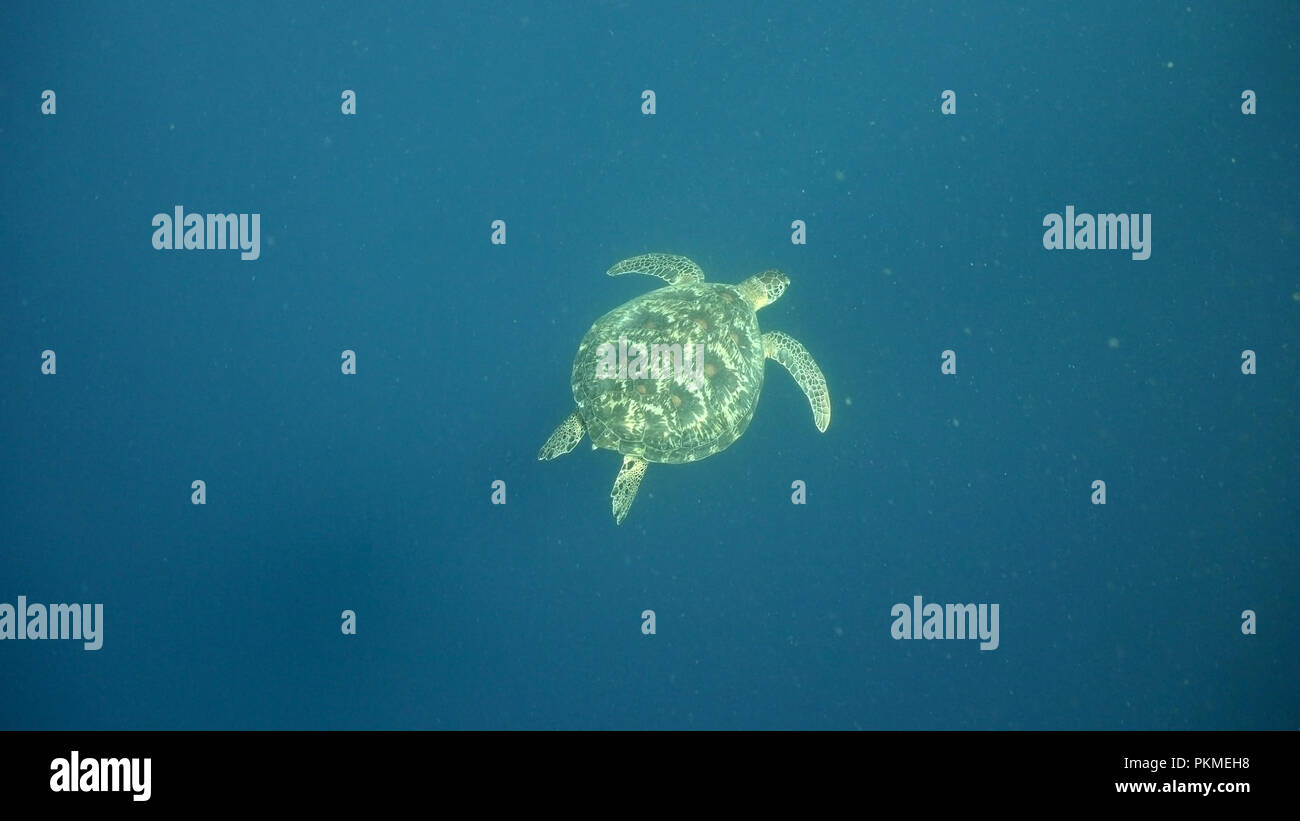 Sea turtle swimming underwater in the sea. Turtle moves its flippers in ...