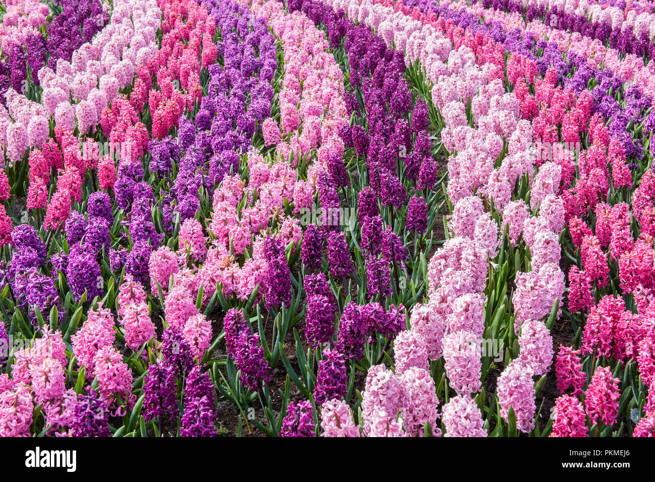 Pink, and purple hyacinths planted in a bright and colour ful display ...