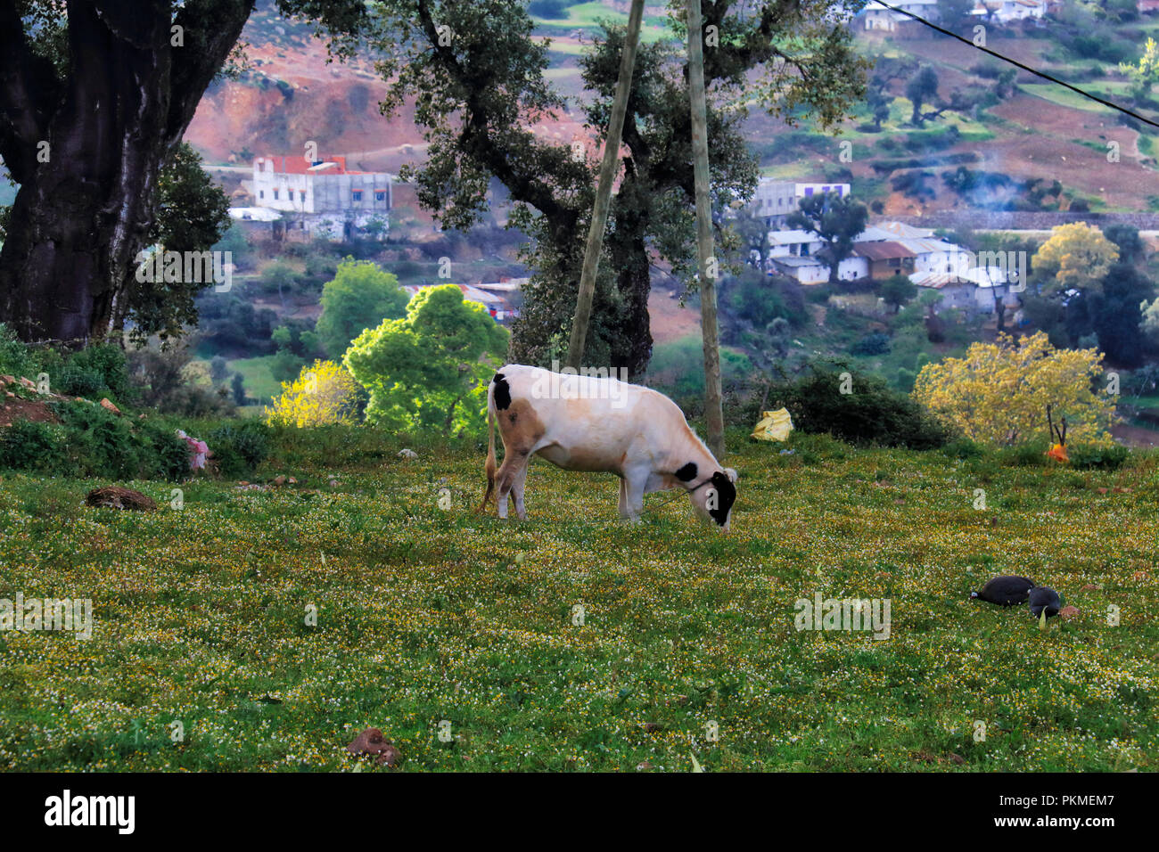 A dairy cow grazing in the rural area of Khizana, near Chefchaouen ...
