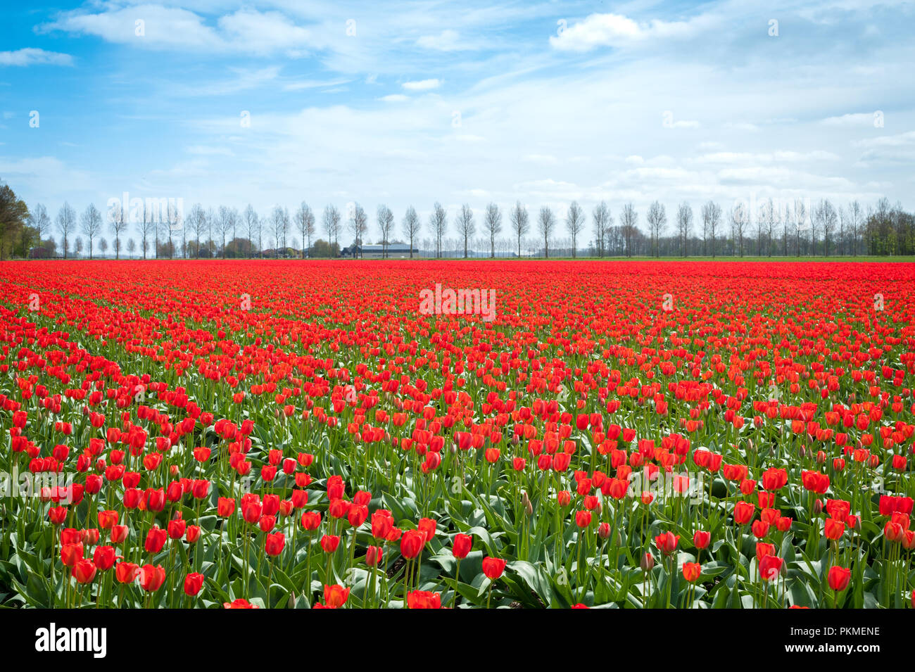 Bright red field of tulips with a blue sky and a line of trees in the ...