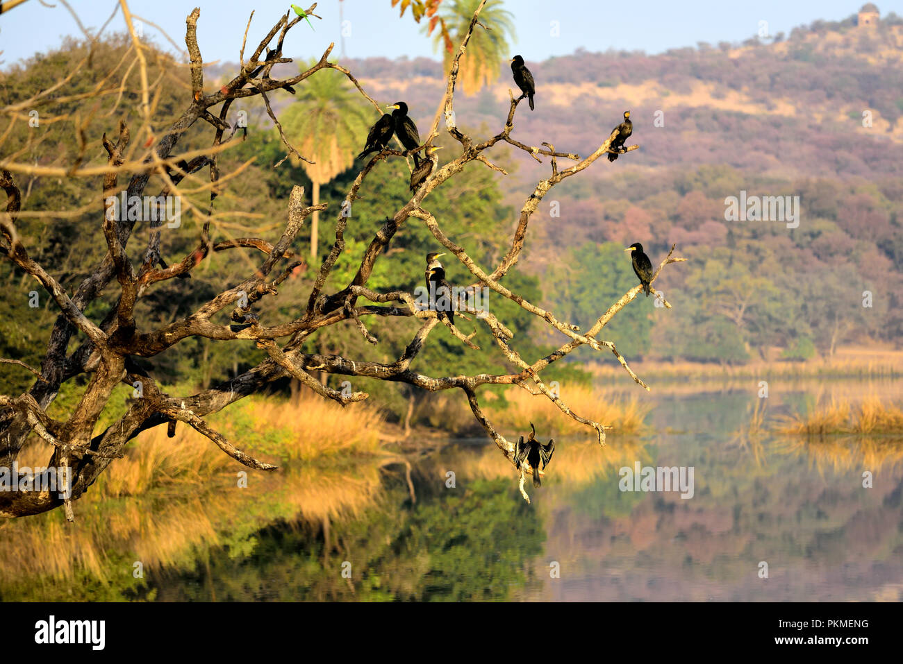 Birds in silhouette hi-res stock photography and images - Alamy
