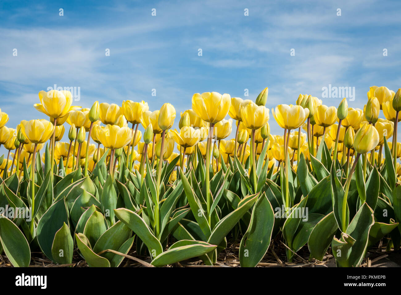 Field of yellow tulips photographed from below up into a blue sky Stock Photo - Alamy