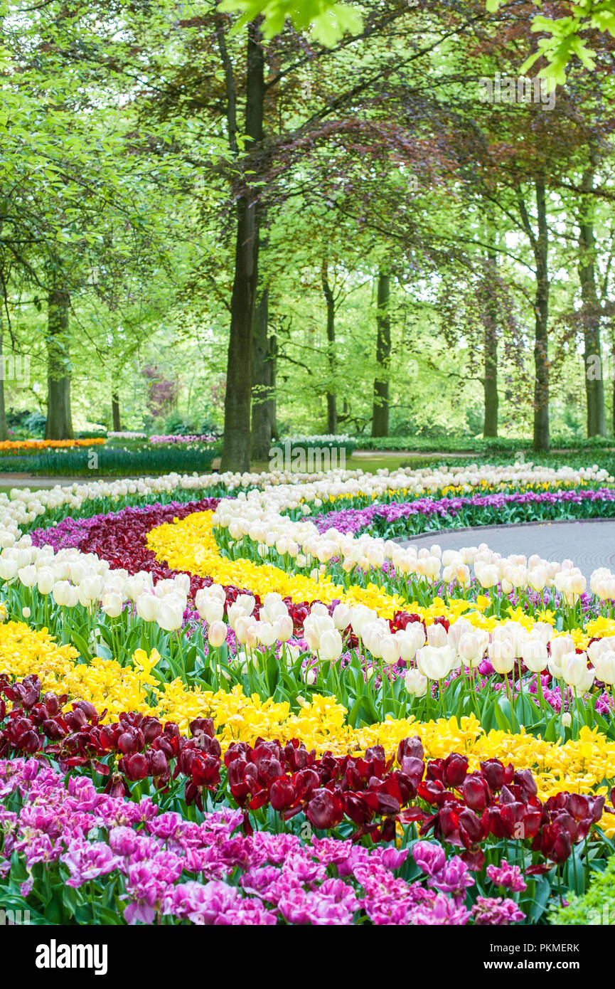 Tulip display garden hi-res stock photography and images - Alamy