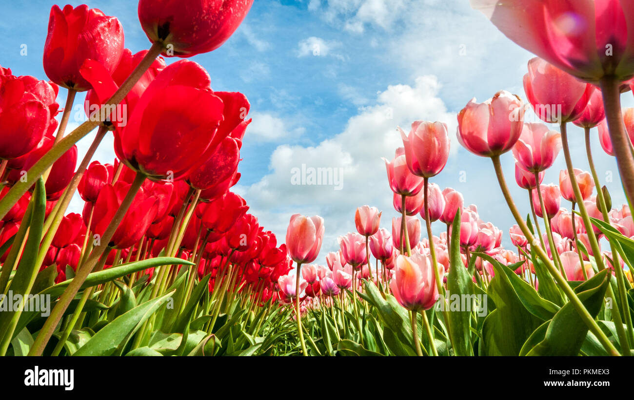 Bulb insects hi-res stock photography and images - Alamy