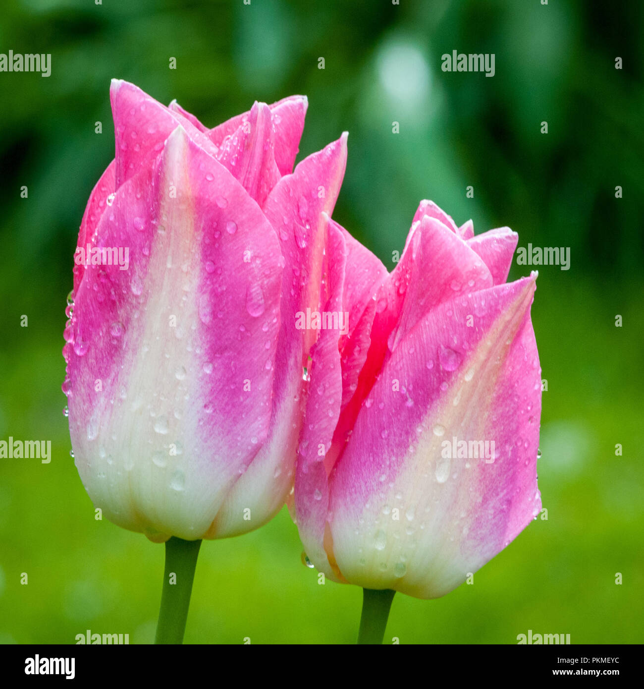 Bulb insects hi-res stock photography and images - Alamy