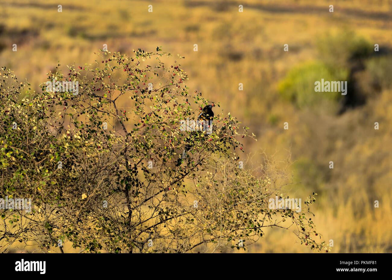 Dead birds flock hi-res stock photography and images - Alamy