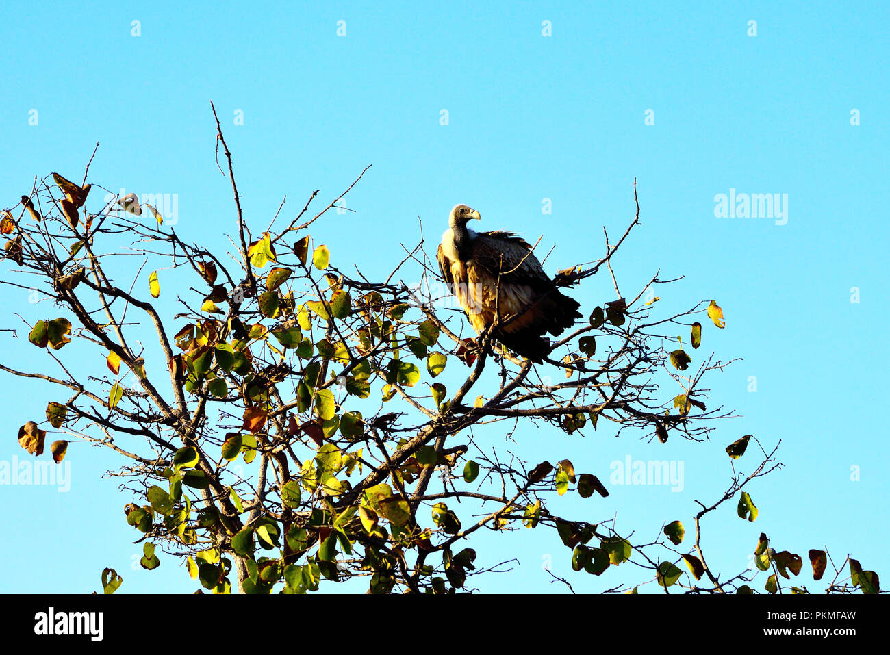 Birds relaxing on tree in the evening, Silhouette of bird Stock Photo ...