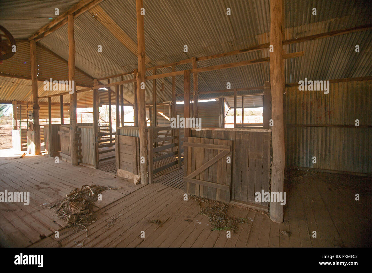 Interior of abandoned sheep shearing shed with dead kangaroo on floor ...