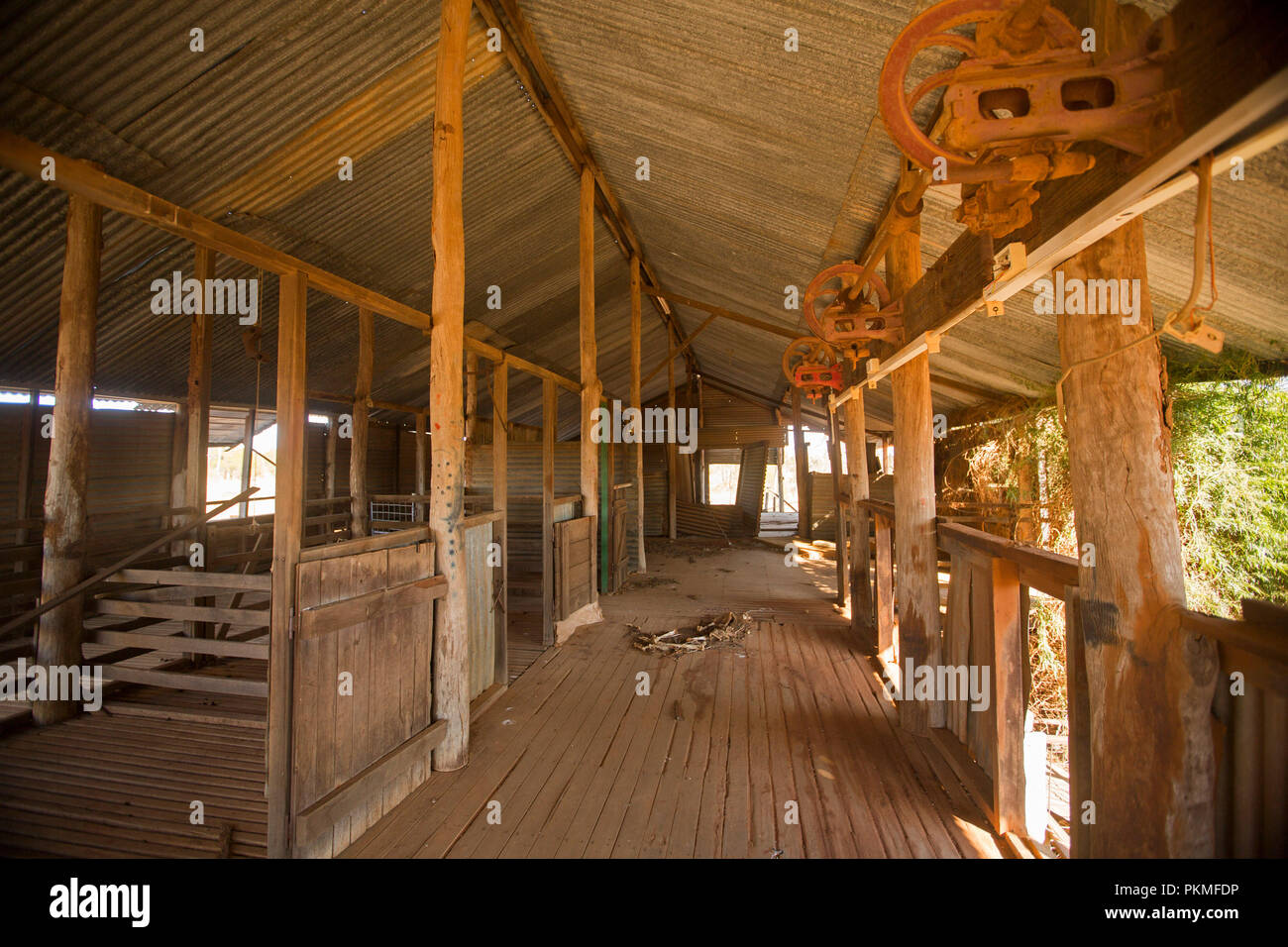 Interior of abandoned sheep shearing shed with dead kangaroo on floor ...