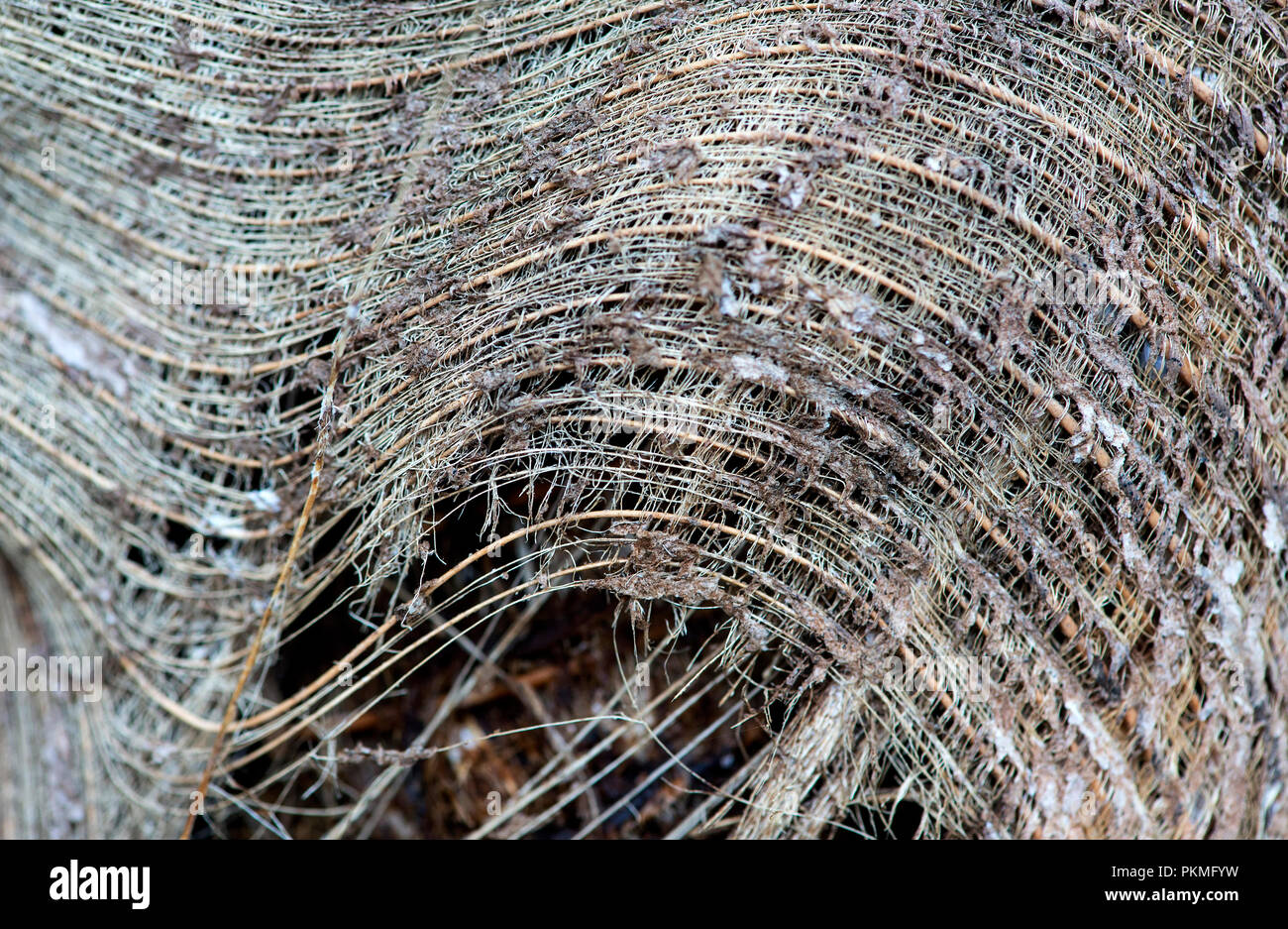 Fibers of a palm tree bark, Ankanin Ny Nofy, Madagascar Stock Photo - Alamy