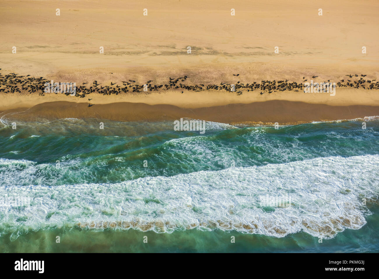Aerial view, Seal colony on the Atlantic coast of the Namib Desert ...