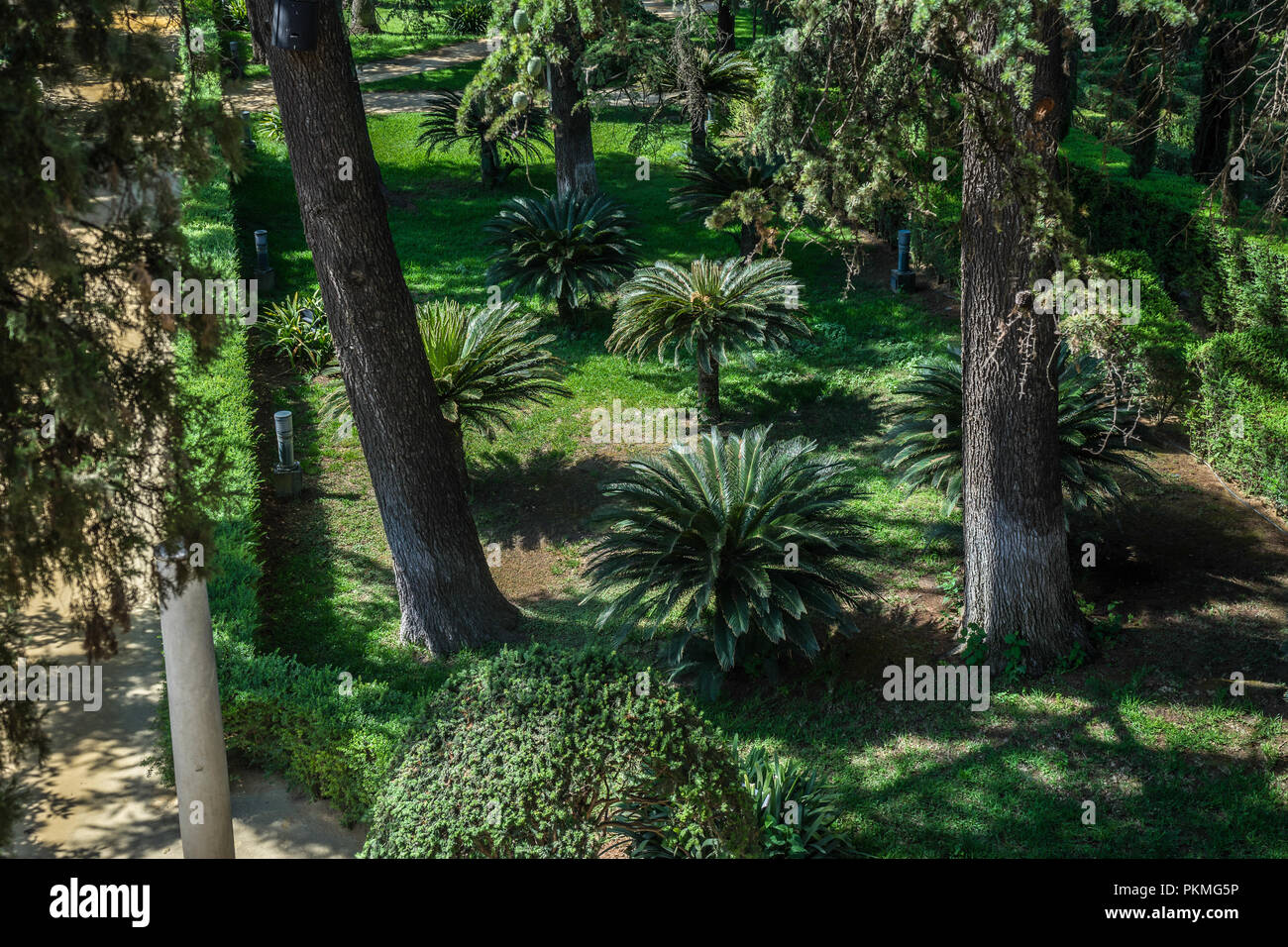 Spain, Seville, TREES IN Garden, Europe Stock Photo - Alamy