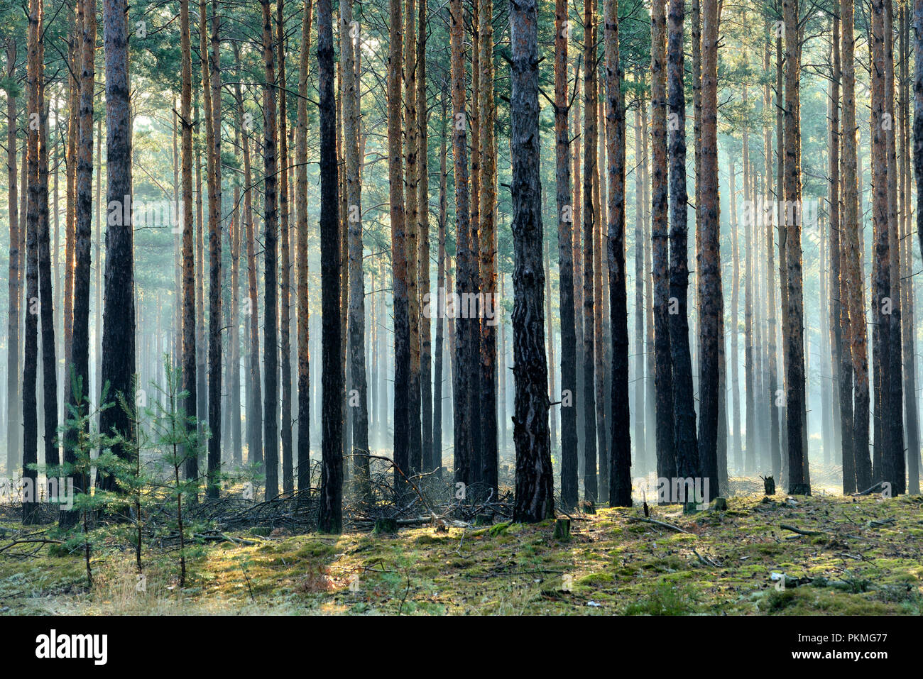 Pine forest (Pinus), monoculture, morning mist, sun beams through tree ...