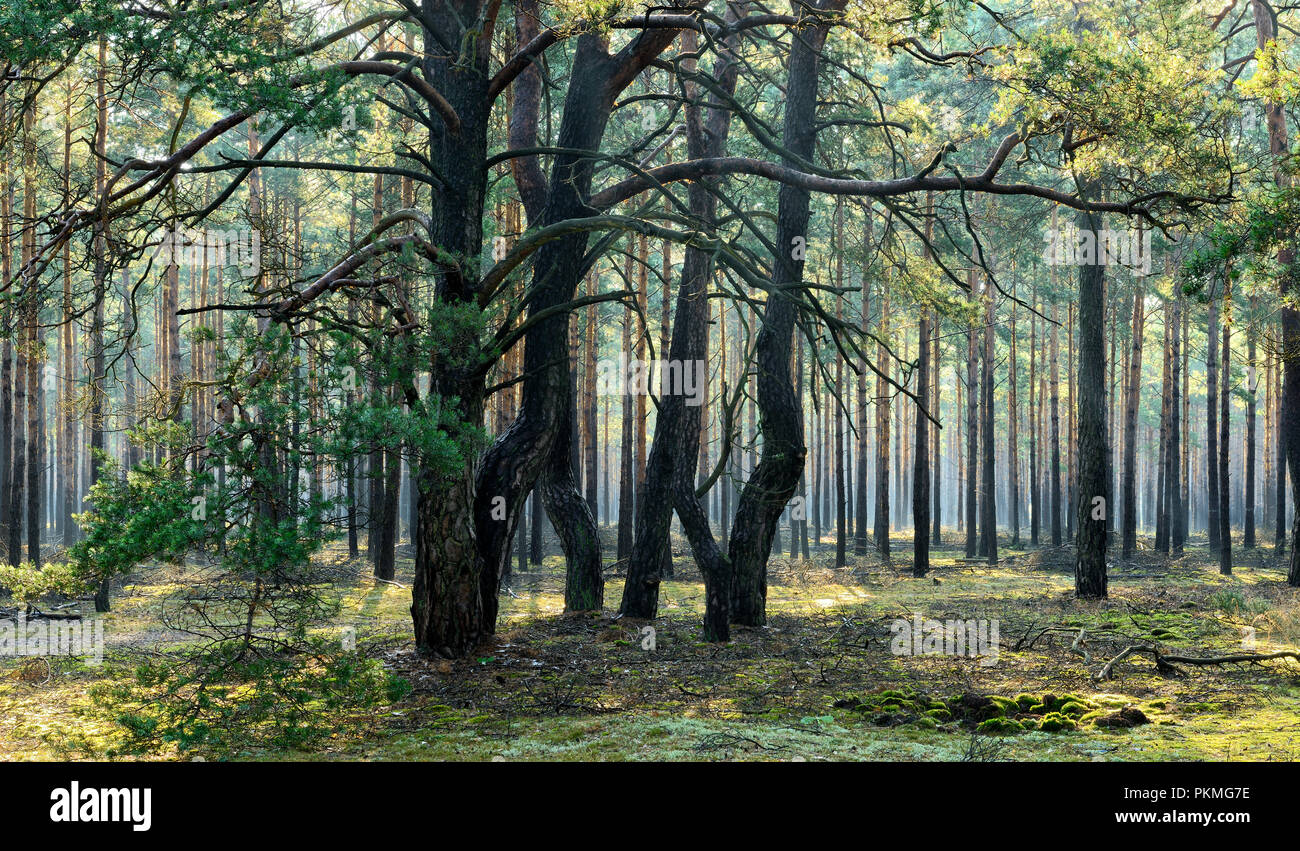 Sun through pine forest hi-res stock photography and images - Alamy