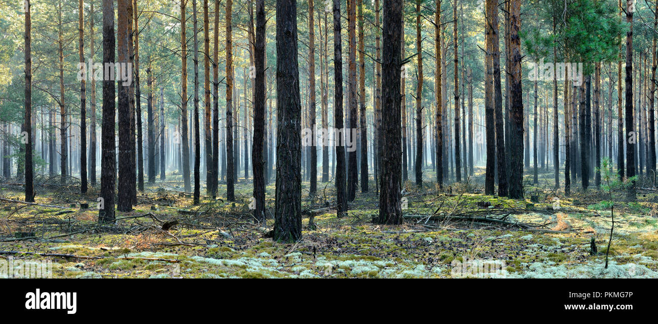 Pine tree monoculture hi-res stock photography and images - Alamy