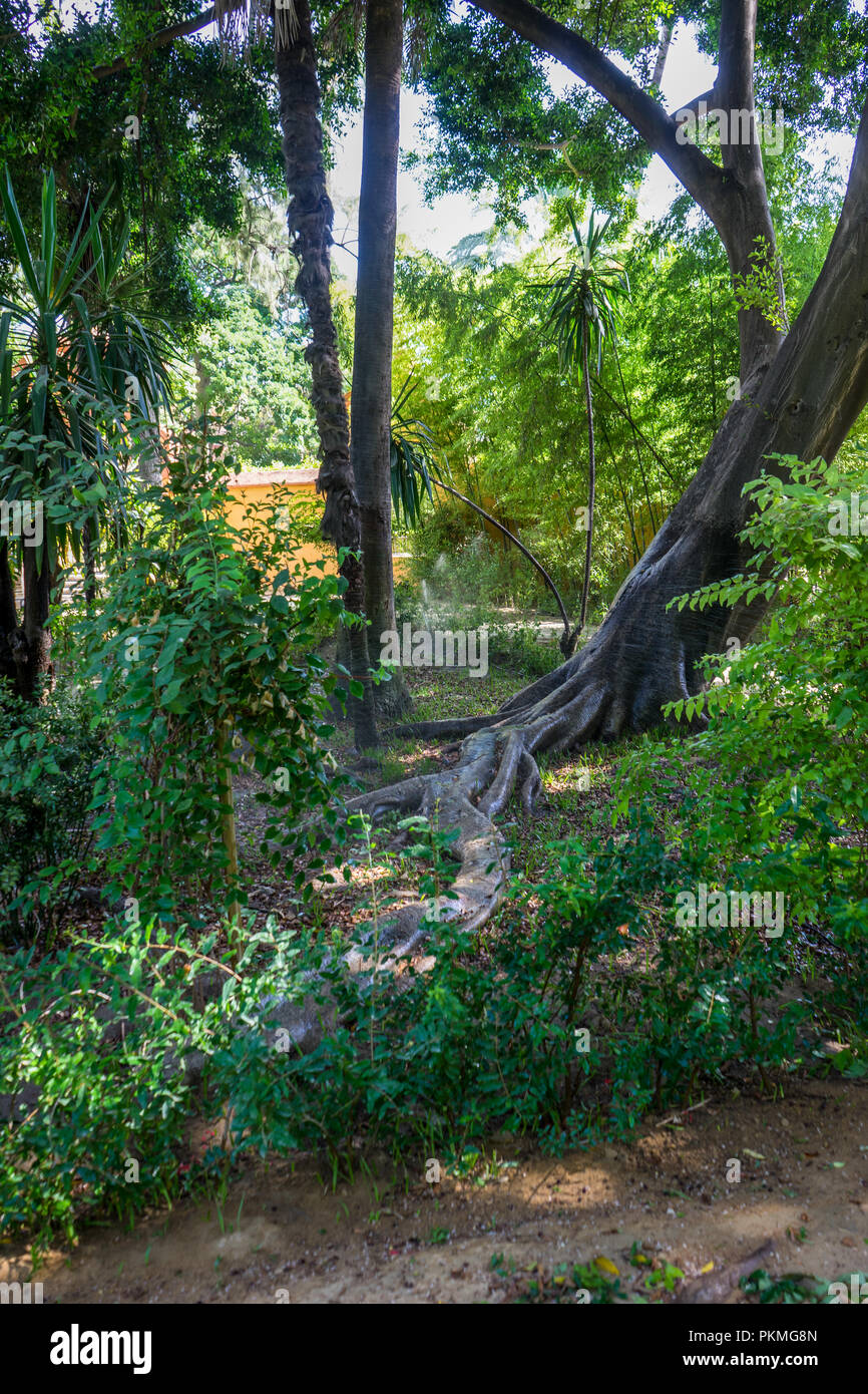 Spain, Seville, TREES IN gardens with long roots, Europe Stock Photo ...