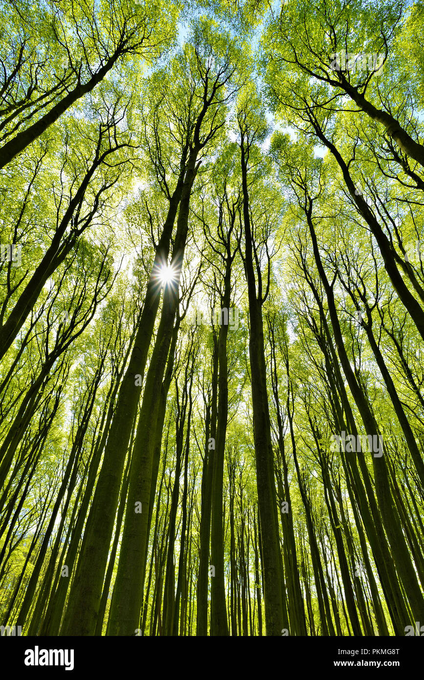 Sun shines through beech forest in spring, fresh green, Jasmund ...