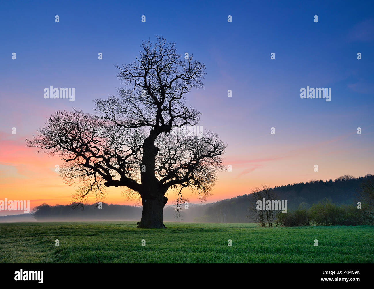 Old oak sunrise silhouette hi-res stock photography and images - Alamy