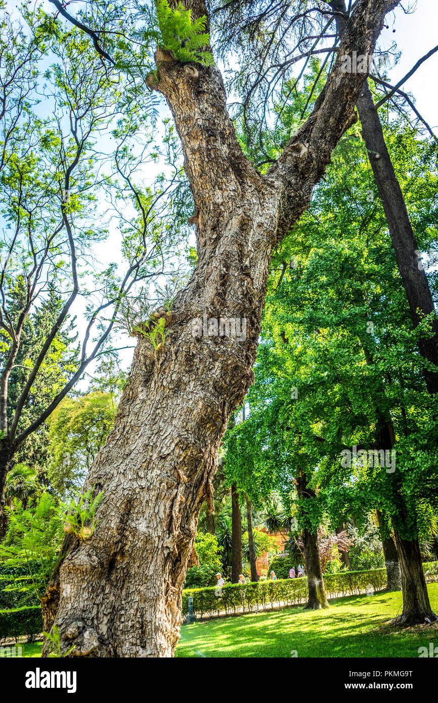 The trunk of a tree splitting into two at garden in seville, Spain ...
