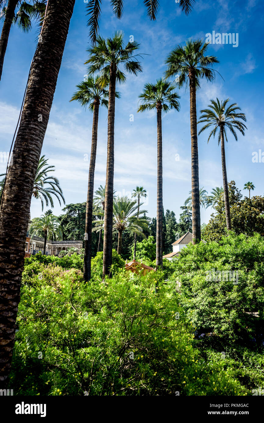 Spain, Seville, PALM TREES IN garden AGAINST SKY, Europe Stock Photo ...