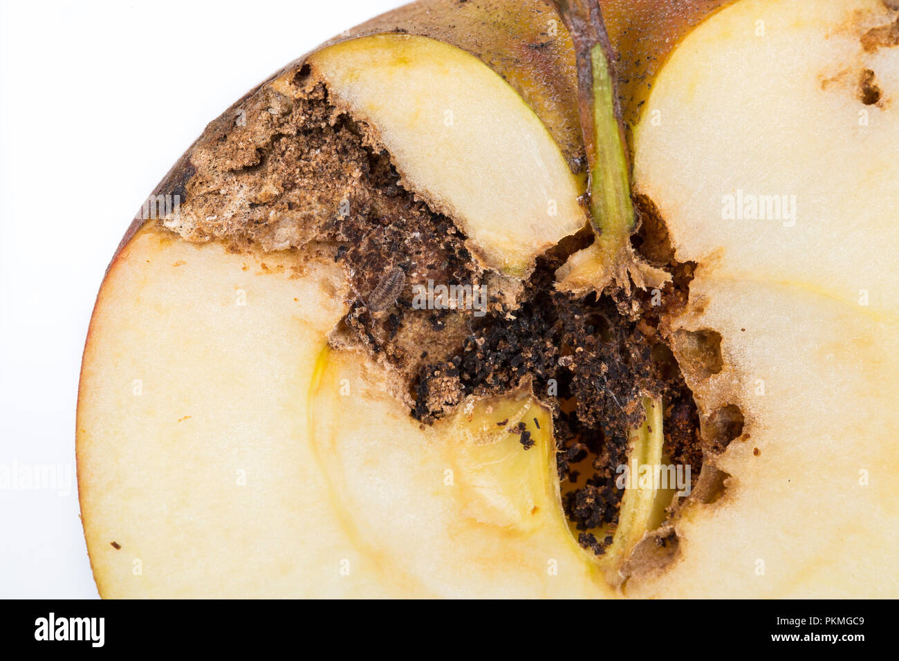 Close up Boring trace of a codling moth Cydia Pomonella, in a half ...