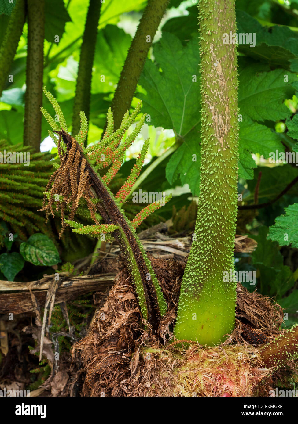 Gunneraceae hi-res stock photography and images - Alamy