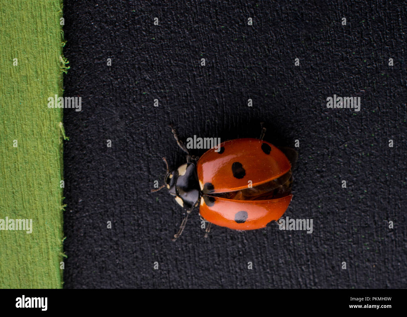 Beautiful photo of red ladybug walking on a notice board Stock Photo ...
