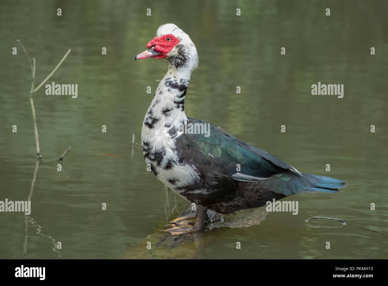 the siam duck swimming in the lake, the wild and very friendly Stock ...