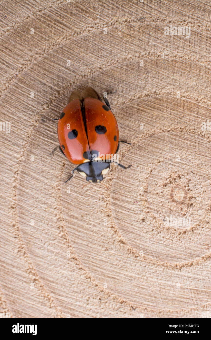 Beautiful photo of red ladybug walking on a piece of wood Stock Photo ...
