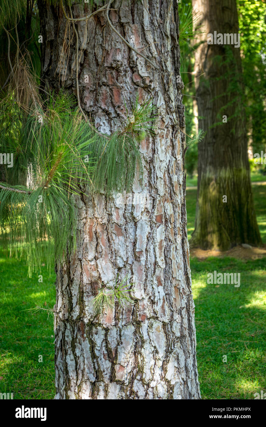 Real bark of a tree hi-res stock photography and images - Alamy